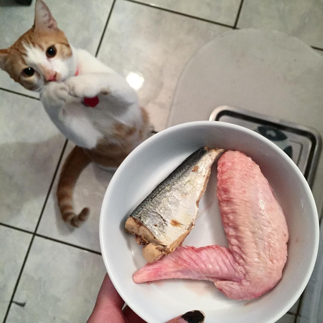 Prey Model Raw Diet For Cats PMR 