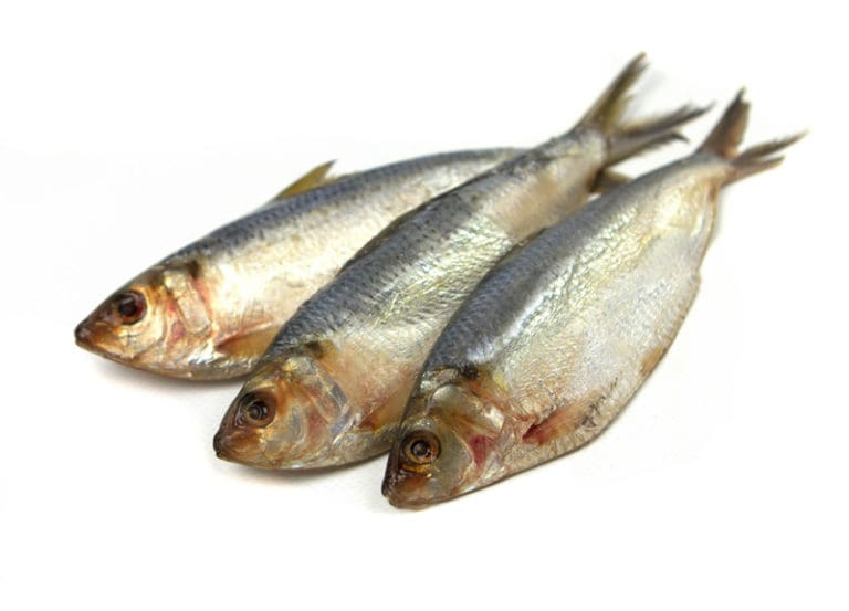 Fatty Fish, Guide to Feeding Raw Fish, Raw Diet Ingredients