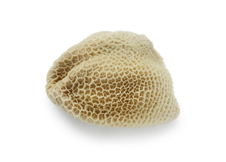 Muscle Meat, What to Feed as Raw Muscle Meat, Raw Diet Ingredients