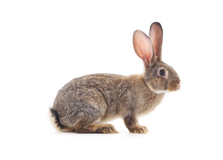 Whole Prey - Raw Feeding Guide for Dogs & Cats