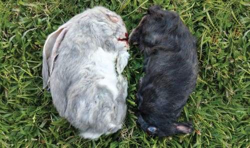 PMR Diet, Prey Model Raw Diet for Adult Dogs, Raw Diet Types
