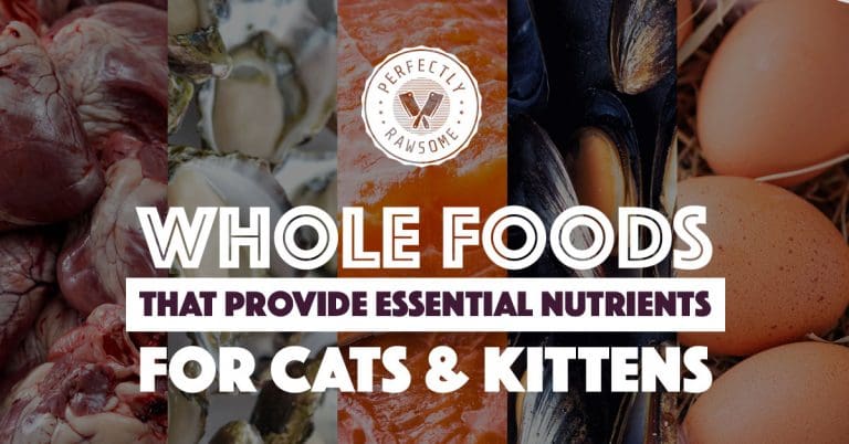 Raw Feeding Kitten Guides - Perfectly Rawsome