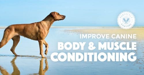 Improve Canine Body & Muscle Conditioning - Perfectly Rawsome